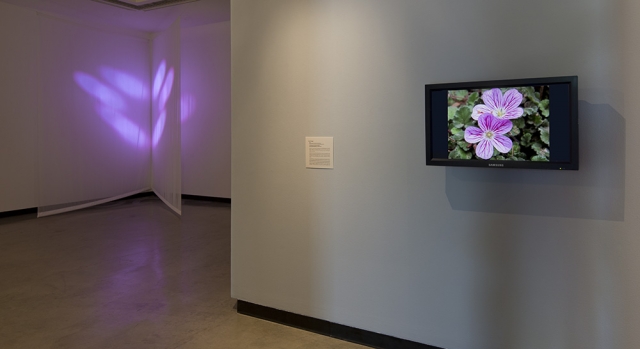 Jessica Rath_Bee Purple_Landscape_UAM